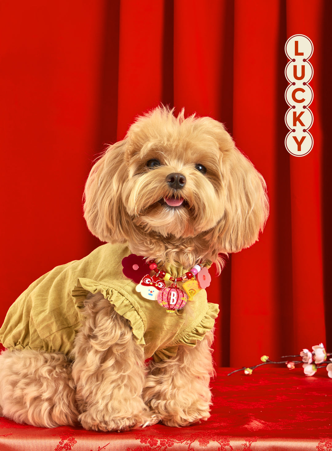 Doggu Everyday from head-to-toes-to-tail – Doggu pets